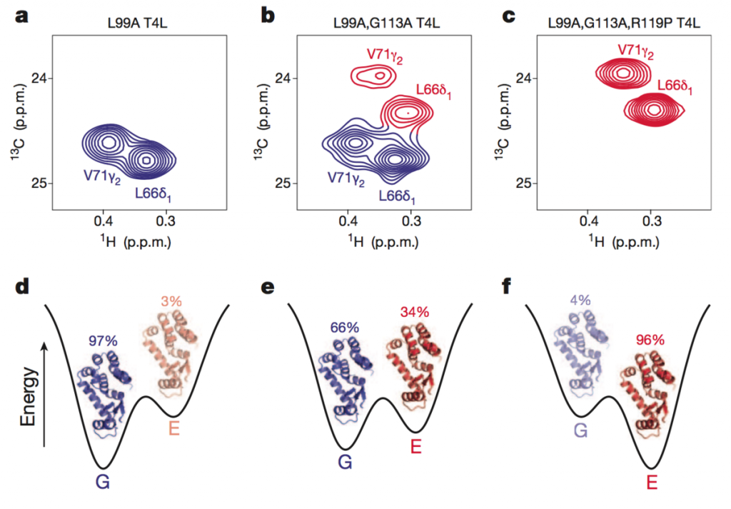 Solution Structure Of A Minor And Transiently Formed State Of A T4 Lysozyme Mutant • Baker Lab
