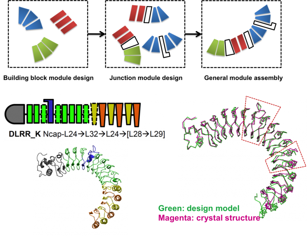 Control of repeat-protein curvature by computational protein design ...