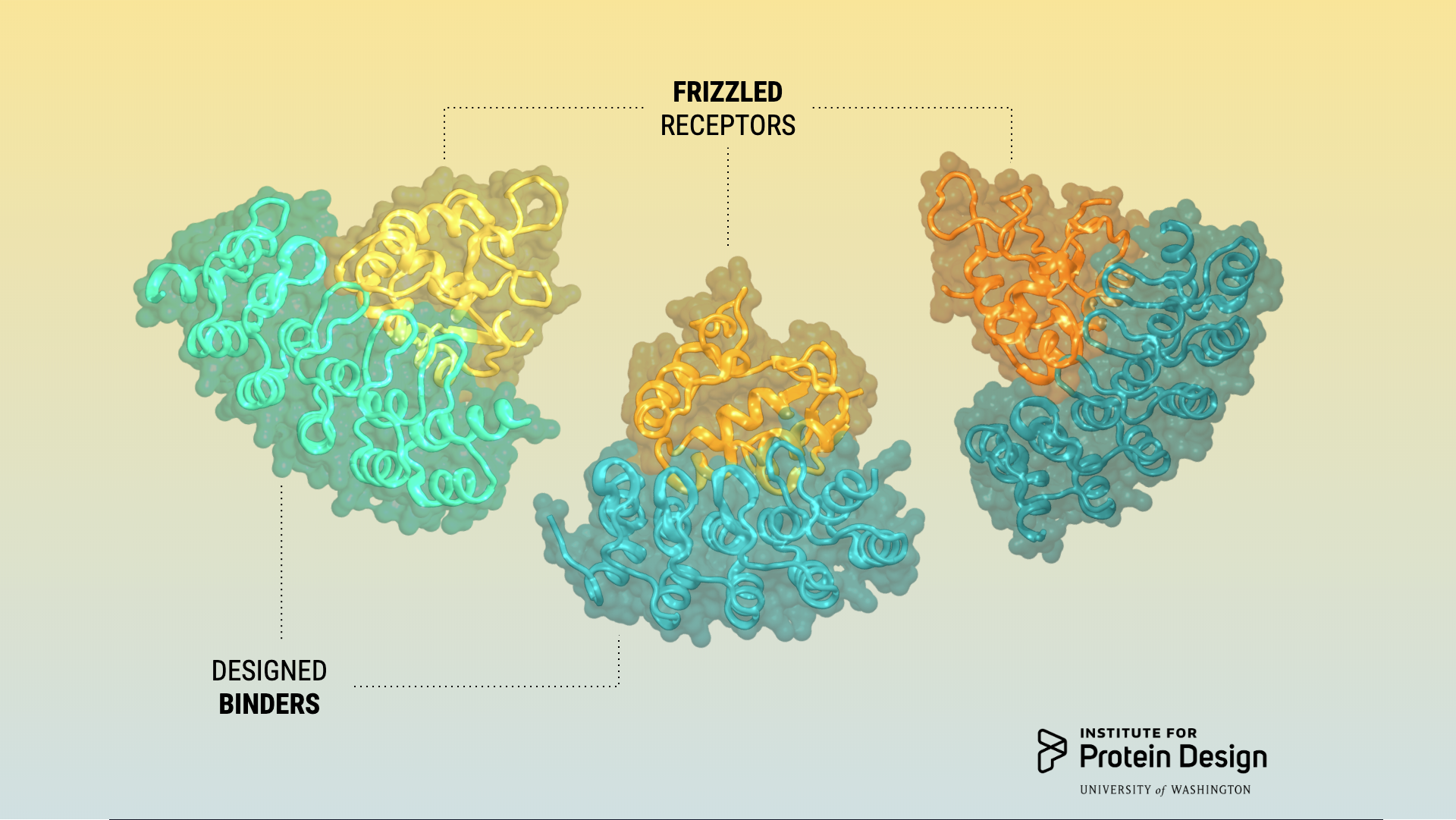 Receptor sub-type binders • Baker Lab