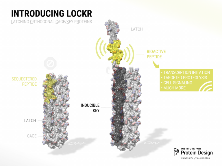 Introducing LOCKR: a bioactive protein switch • Baker Lab