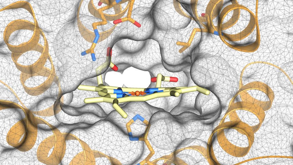 Design of heme-binding enzymes • Baker Lab
